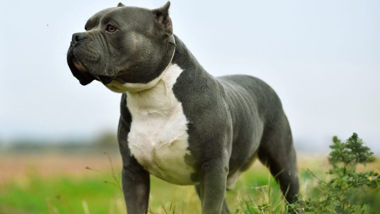 101+ Best American Bully Dog Names That Flex Muscle & Steal Hearts