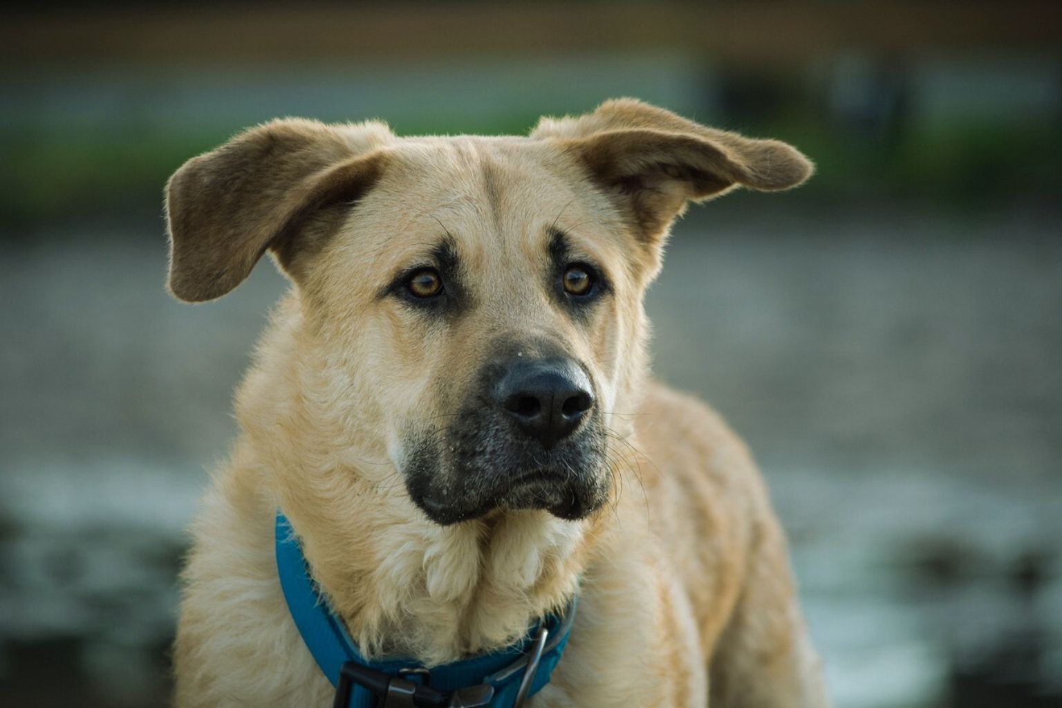 65+ Chinook Dog Names for Your Fluffy Winter Warrior | Naming Monk