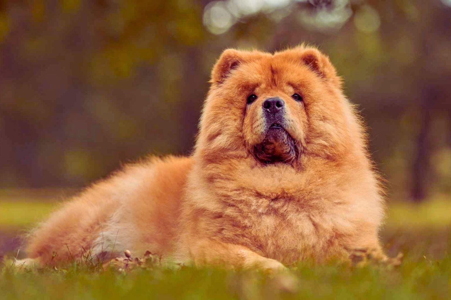 101+ Hilarious, Regal & Cute Chow Chow Names You’ll Totally Steal
