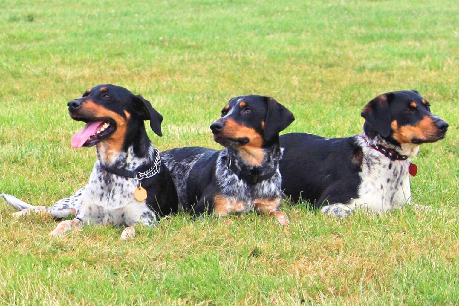 101+ Epic Bohemian Spotted Dog Names to Make Them Shine