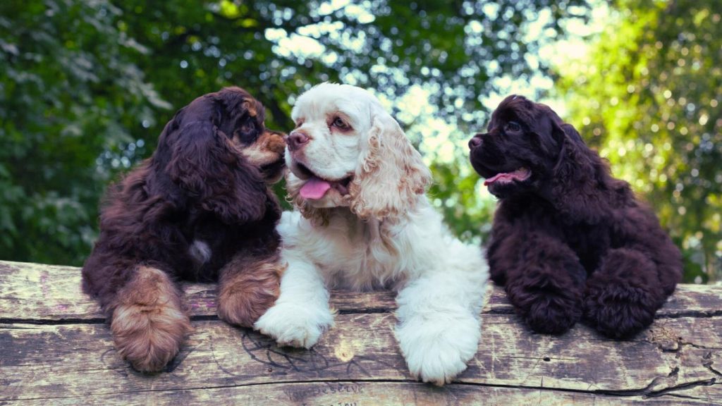 100+ Best American Cocker Spaniel Dog Names That Are Cuter Than Your Ex ...