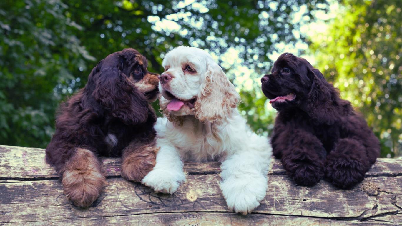 100+ Best American Cocker Spaniel Dog Names That Are Cuter Than Your Ex ...