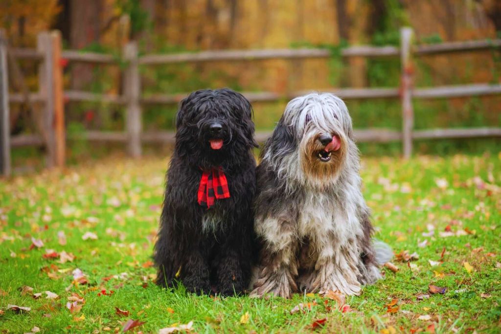 101+ Excellent Bergamasco Shepherd Dog Names You’ll Wish You’d Thought ...