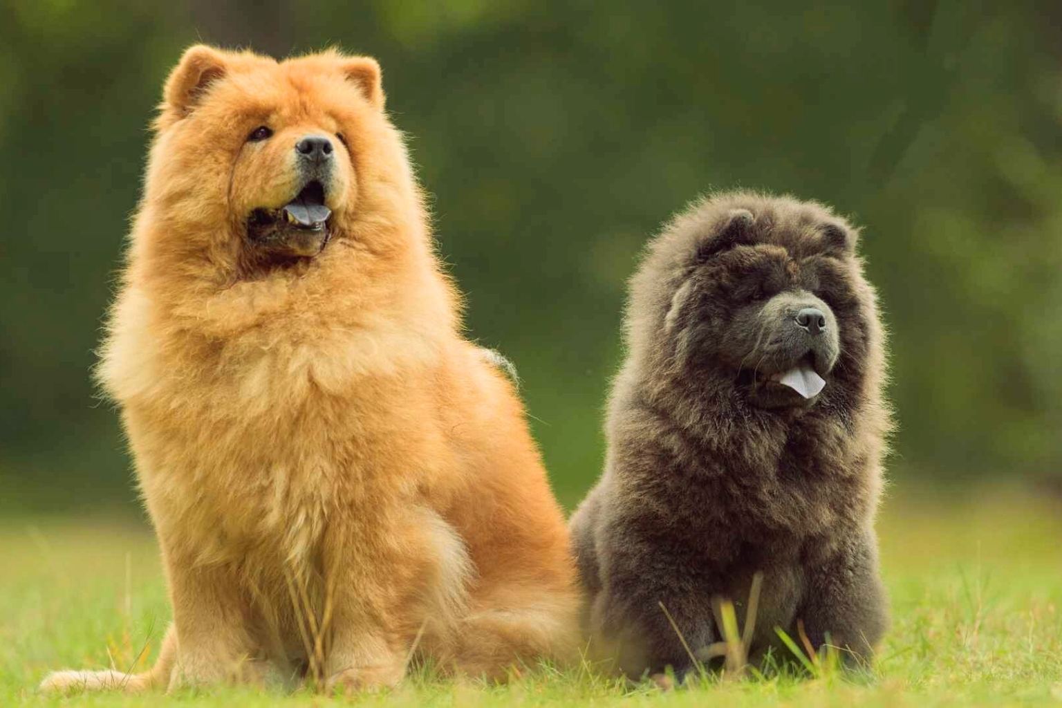 101+ Hilarious, Regal & Cute Chow Chow Names You’ll Totally Steal