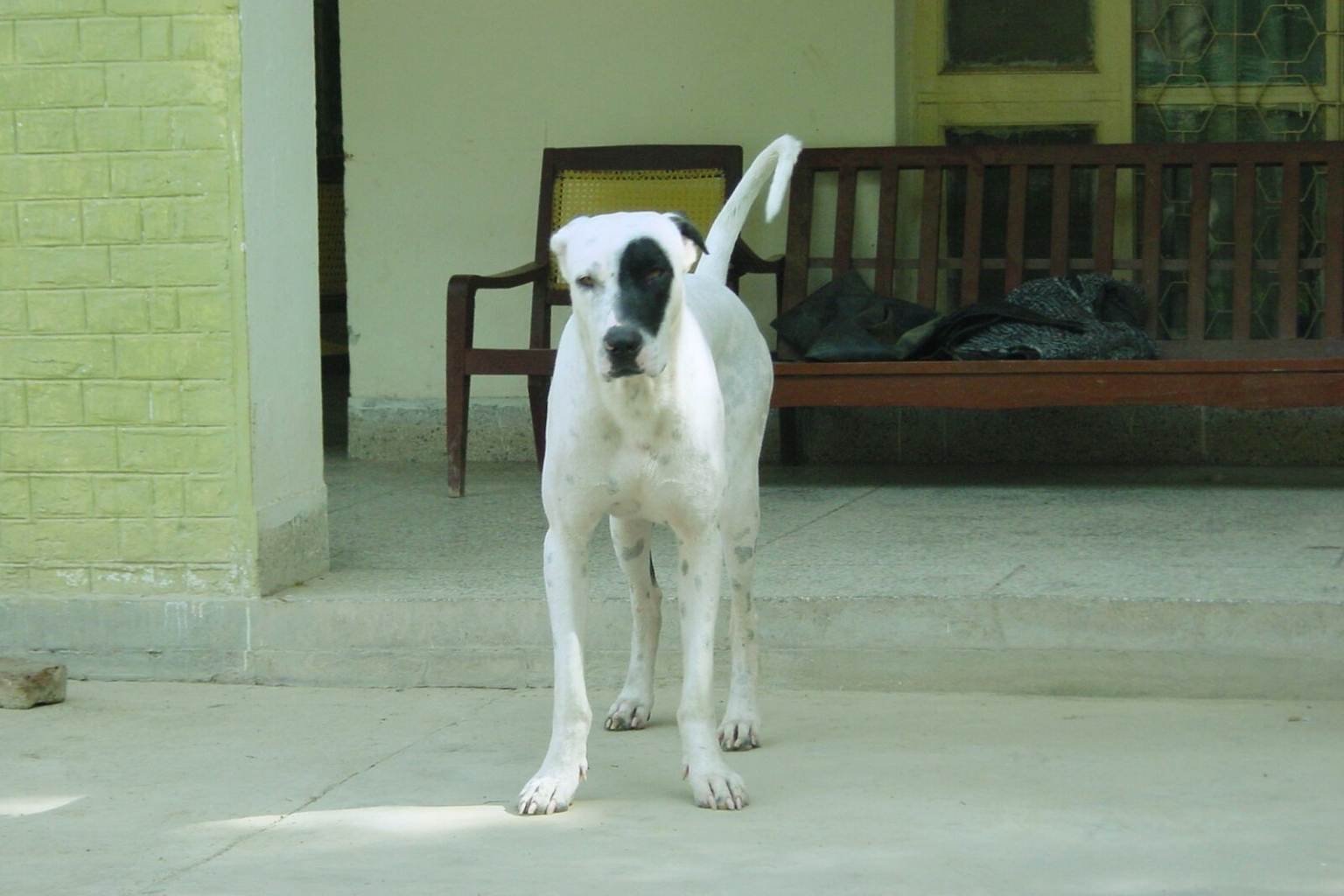 77+ Fierce & Funny Bully Kutta Dog Names That’ll Make Your Desi Beast