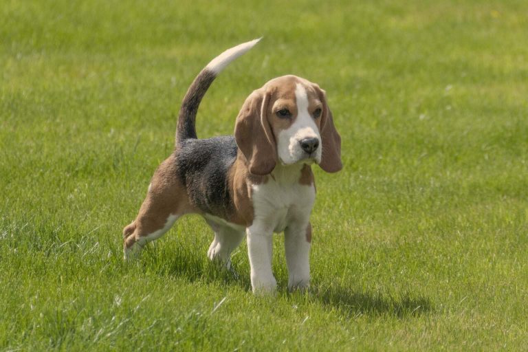 190+ Best Beagle Names That’ll Make Your Pup Howl with Pride